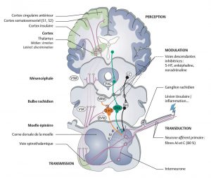 Physiopathologie de la douleur chronique par Bernard CALVINO - CAPDouleur