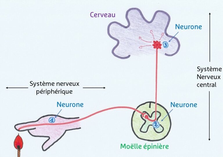 ASV-Mecanismes-de-la-douleur - CAPDouleur