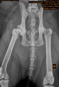 Arthrose du chat - CAPDouleur