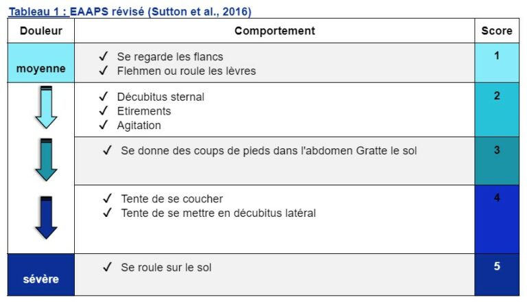 Trois échelles d’évaluation de la douleur lors de coliques aigües