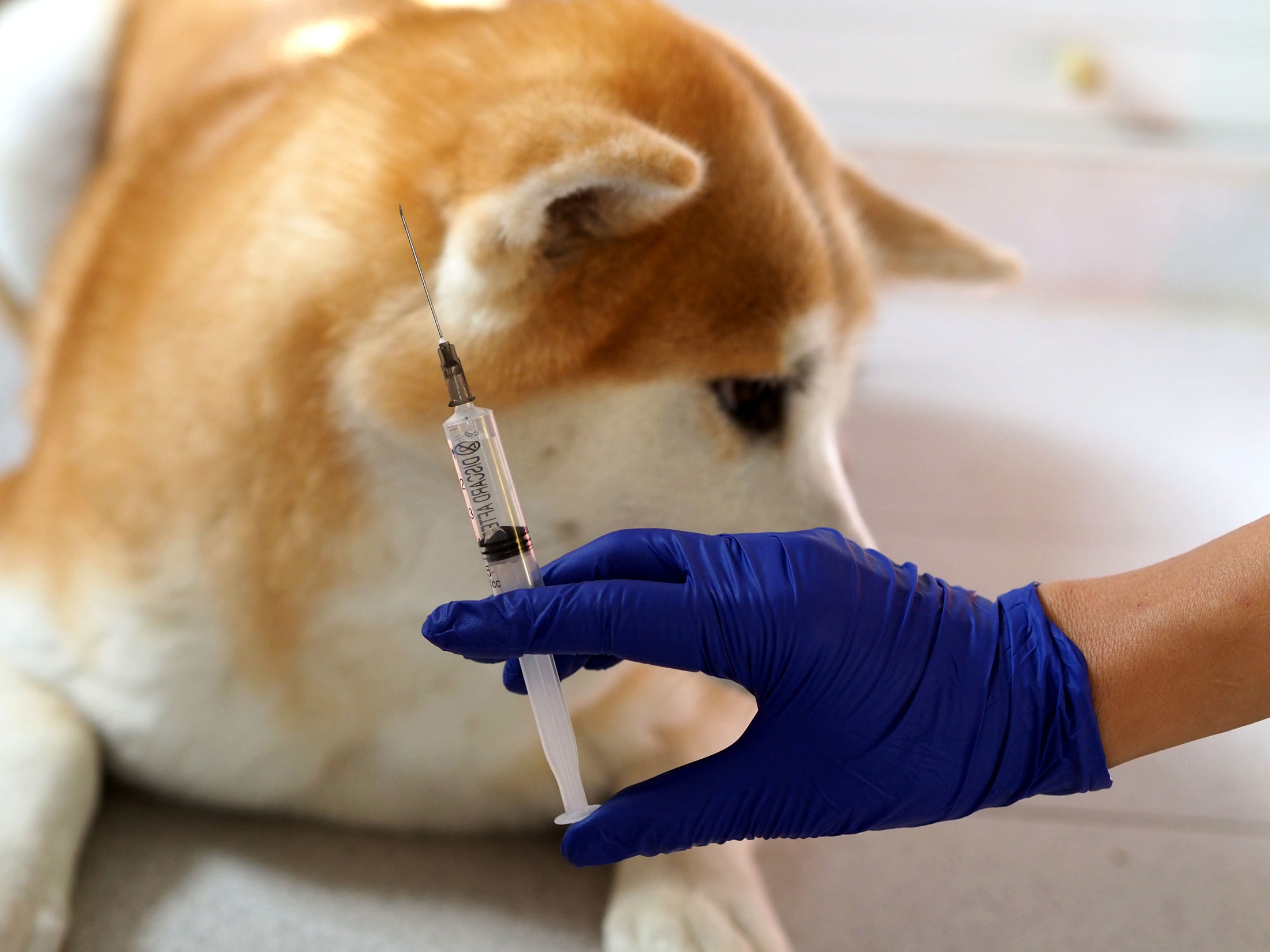 Zenalpha® pour la sédation chez le chien